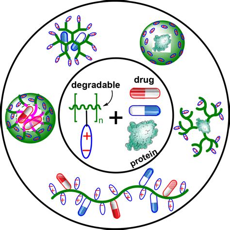 Biodegradable Zwitterionic Polymers As Peg Alternatives For Drug Delivery Zhang 2024