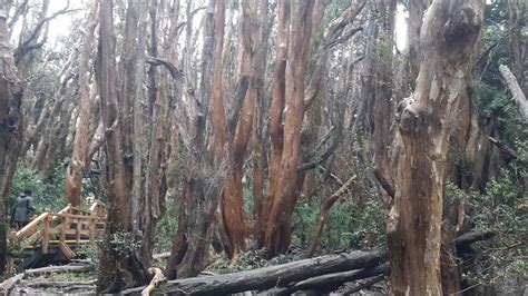 Los Arrayanes National Park 2025 All You Need To Know Before You Go With Reviews