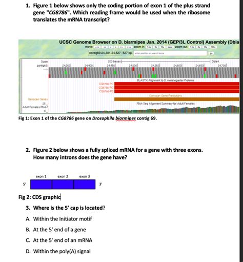 Solved 1 Figure 1 Below Shows Only The Coding Portion Of