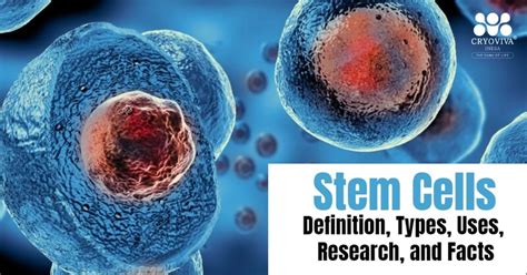 Stem Cells Definition Types Uses Research And Facts Cryoviva