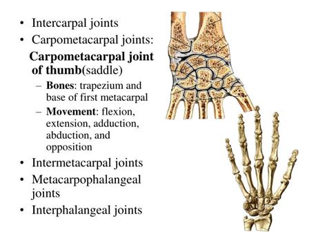 Intermetacarpal Joint