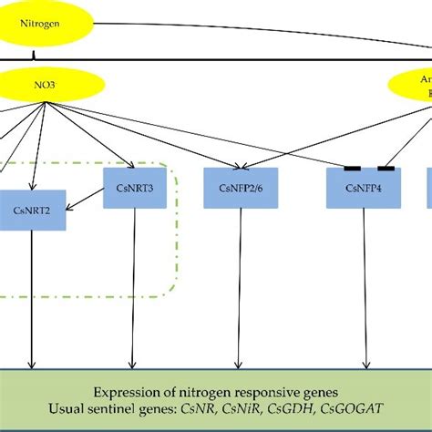 Schematic Representation Of Some Genes Involved In The Nitrogen