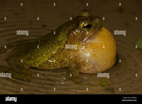 Green Climbing Toad Bufo Coniferus Costa Rica Tropical Rain