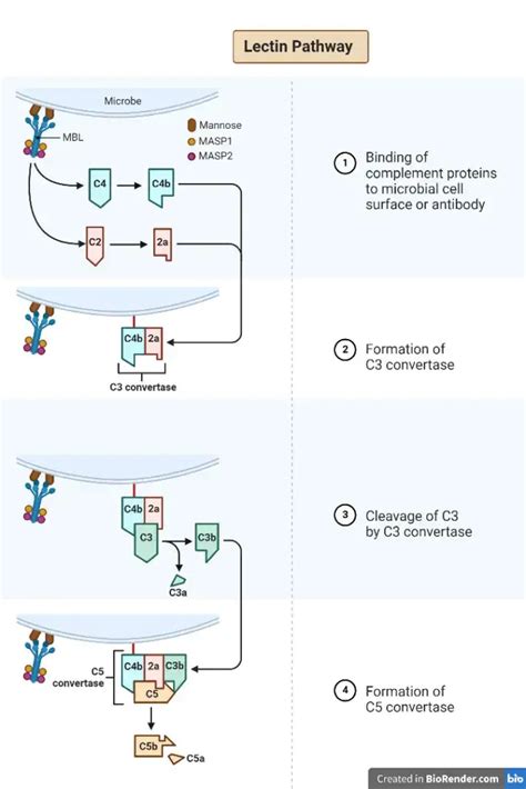 lectin pathway of the complement system biology notes online