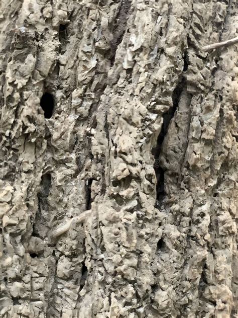 Different Types Of Bark Use It As A Beautiful Background Stock Photo Image Of Colorful