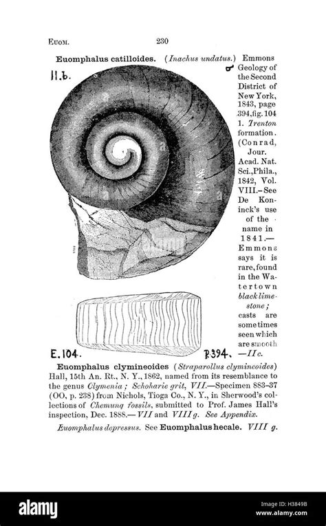 This Section Lists And Describes Fossil Specimens From Pennsylvania And Nearby States