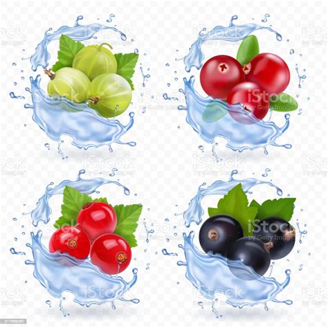 열매는 적갈색 붉은 건포도 구 즈 베리와 물 스플래시에 검은 건포도와 설정 0명에 대한 스톡 벡터 아트 및 기타 이미지 0명 3차원 형태 개체 그룹 Istock