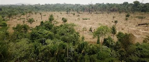 Amazon Rainforest Deforestation