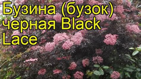 Бузина черная Блэк Лейс (Black Lace). Краткий обзор, описание ...