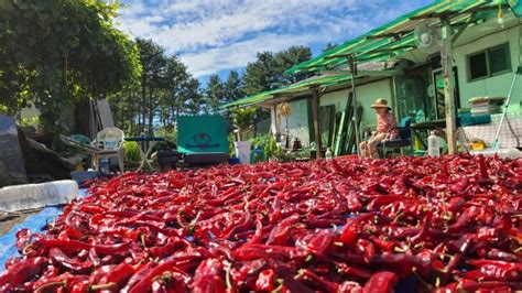 포토 파란 하늘과 붉은 고추