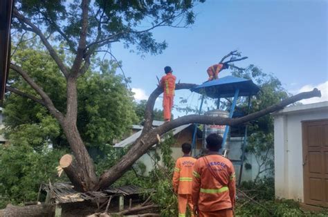 ညောင်ဦးမြို့နယ် တောင်ဘီကျေးရွာ အခြခံပညာအလယ်တန်းကျောင်းဝင်း စာသင်ကျောင်းဆောင်ပေါ်သို့လဲကျနေသည့