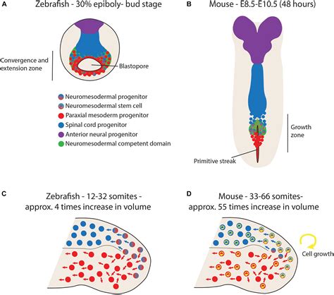 Frontiers Neuromesodermal Progenitors A Basis For Robust Axial