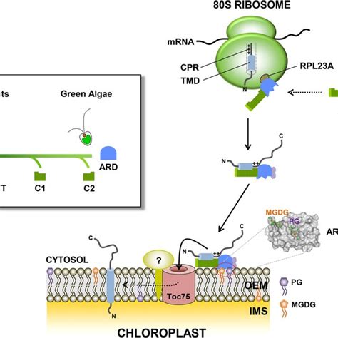 Biogenesis Of Chloroplast Outer Envelope Membrane Proteins Request Pdf