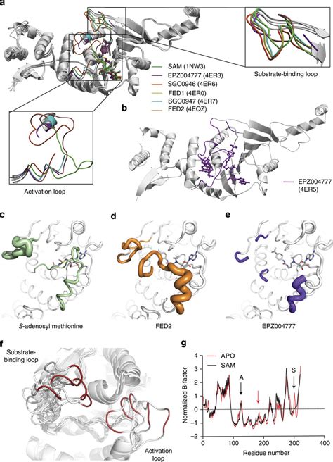 Conformational Variation Of The Dot1l Activation And Substrate Binding