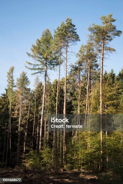 높은 소나무와 푸른 하늘 수직에 대 한가 문 비 나무와 침 엽 수 숲 0명에 대한 스톡 사진 및 기타 이미지 0명 가문비나무 나무 Istock