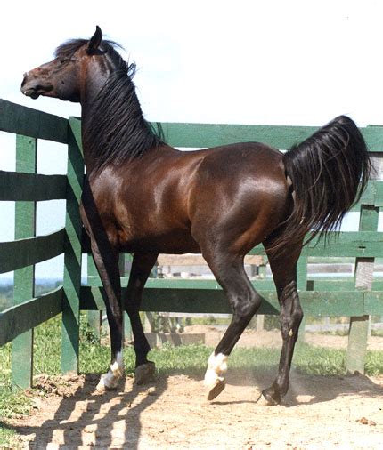 cl hi ned 1977 asil kuhaylan al krush daughters of the wind