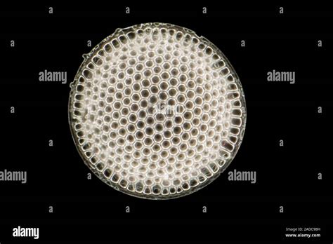 Fosssil Diatom Light Micrograph Of A Fossilised Diatom Diatoms Are Planktonic Unicellular