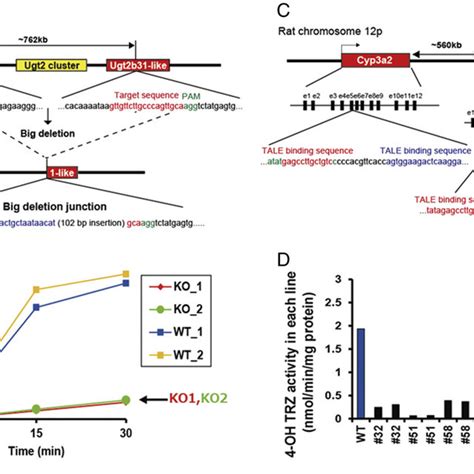 Production Of Chimeric Tc Rat And Germline Transmitted Tc Rat Download Table
