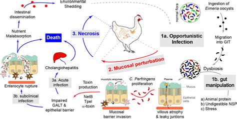 Clostridium Perfringens Pathogenesis