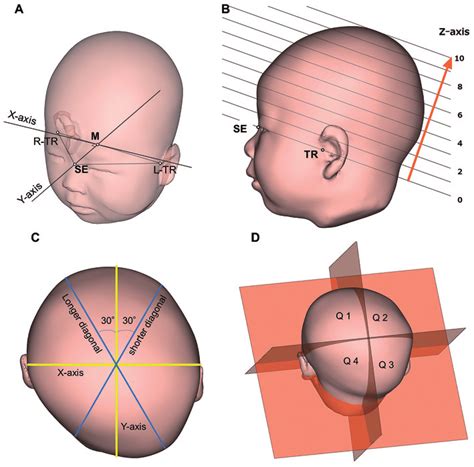 Three Dimensional Images This Figure Was Modified From The Figure Download Scientific Diagram