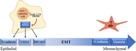 Schematic Representation Of Msi1 Regulation Through Overexpression Of Download Scientific