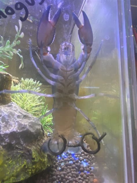 Hey Sex Detectives Rcrayfish