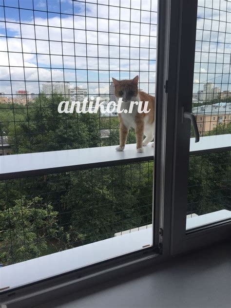 Выгул на окно для кошек (балкон) в Москве - AntiKot.ru