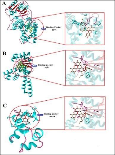 binding site analyses of shortlisted target proteins with a close view