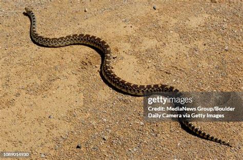 Gopher Snake