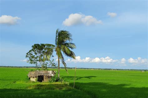 শীতকালের গ্রামের দৃশ্য ছবি শীতের সকালের গ্রামের দৃশ্য আঁকা গ্রাম বাংলার শীতের সকালের ছবি