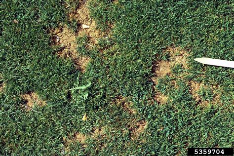 Pythium Diseases Genus Pythium Pringsh