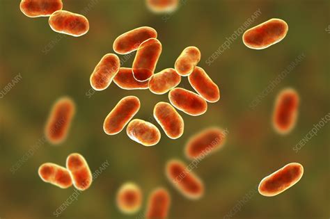 Prevotella Bacteria Illustration Stock Image F037 6707 Science