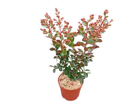 Fuchsia Jupiter Tree Lagerstroemia Indica Fuchsia Deté — Plantamus Pépinière En Ligne