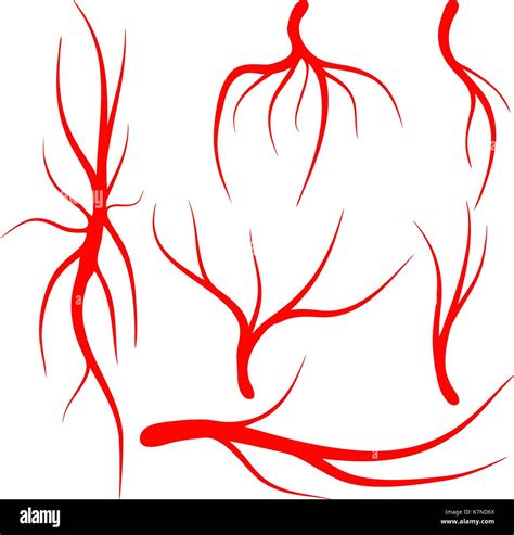 Human Vein Set Vector Symbol Icon Design Beautiful Illustration