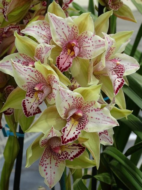 Delicate Beauties~ Cindy Knoke