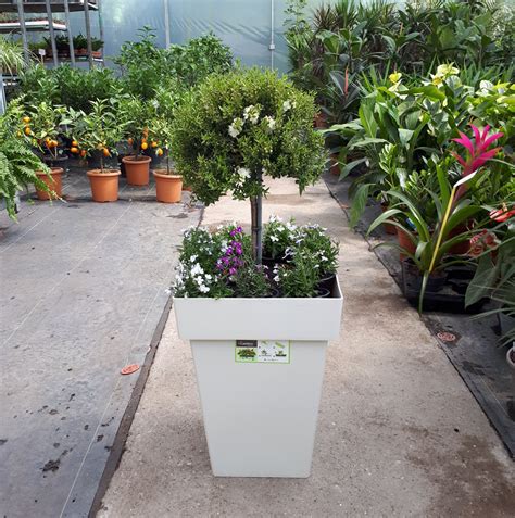 Green Planet Мирта Myrta Communis е симбол на љубовта и бесмртноста Во грчката митологија