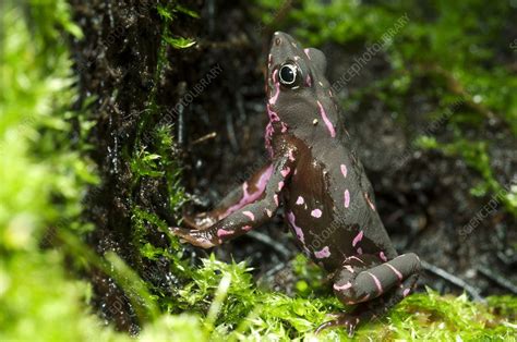 Poisonous Toad Stock Image C010 9308 Science Photo Library