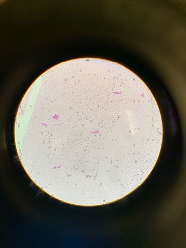Protists And Parasitology Lab Practical Flashcards Quizlet