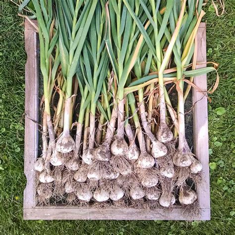 How To Harvest And Cure Garlic