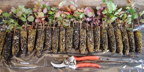 How To Find Native Plants In