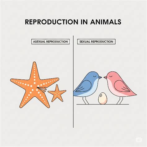 Master Photosynthesis Process Equation And Importance 2025