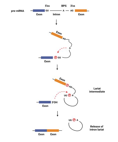 Rna Splicing Biorender Science Templates