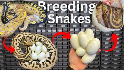 How To Breed Ball Pythons Successfully YouTube