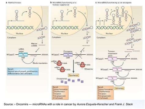 Mirna Biogenesis Function And Regulation Ppt