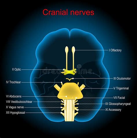 Craniale Zenuwen Menselijk Brein En Hersenstam Uit Het Onderstaande Vector Illustratie