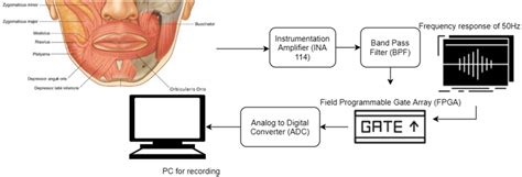 Experimental Flow Of Surface Electromyography Signal Acquisition Download Scientific Diagram