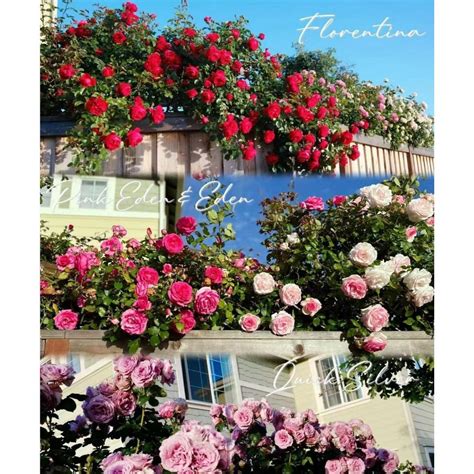 薔薇玫瑰老樁藤薔薇老樁藤 爬藤玫瑰 月季大花濃香庭院爬藤植物花卉盆栽陽台玫瑰爬牆四季種植超易養 蝦皮購物