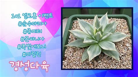 2월23일목요일11 엘크혼 함께가요~순수 레인보우 스파크 식물 다육 힐링 Youtube