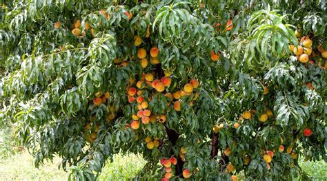 The Peach Tree On