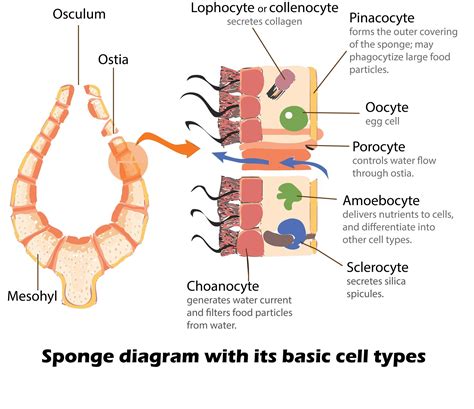 Sponges Types Of Cells At Brooke Bermingham Blog
